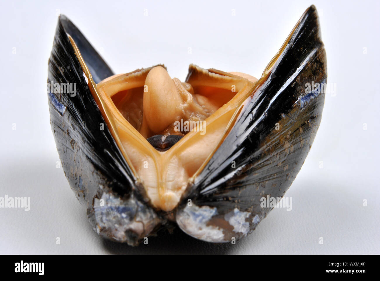 fresh and organic mussel before preparation Stock Photo - Alamy