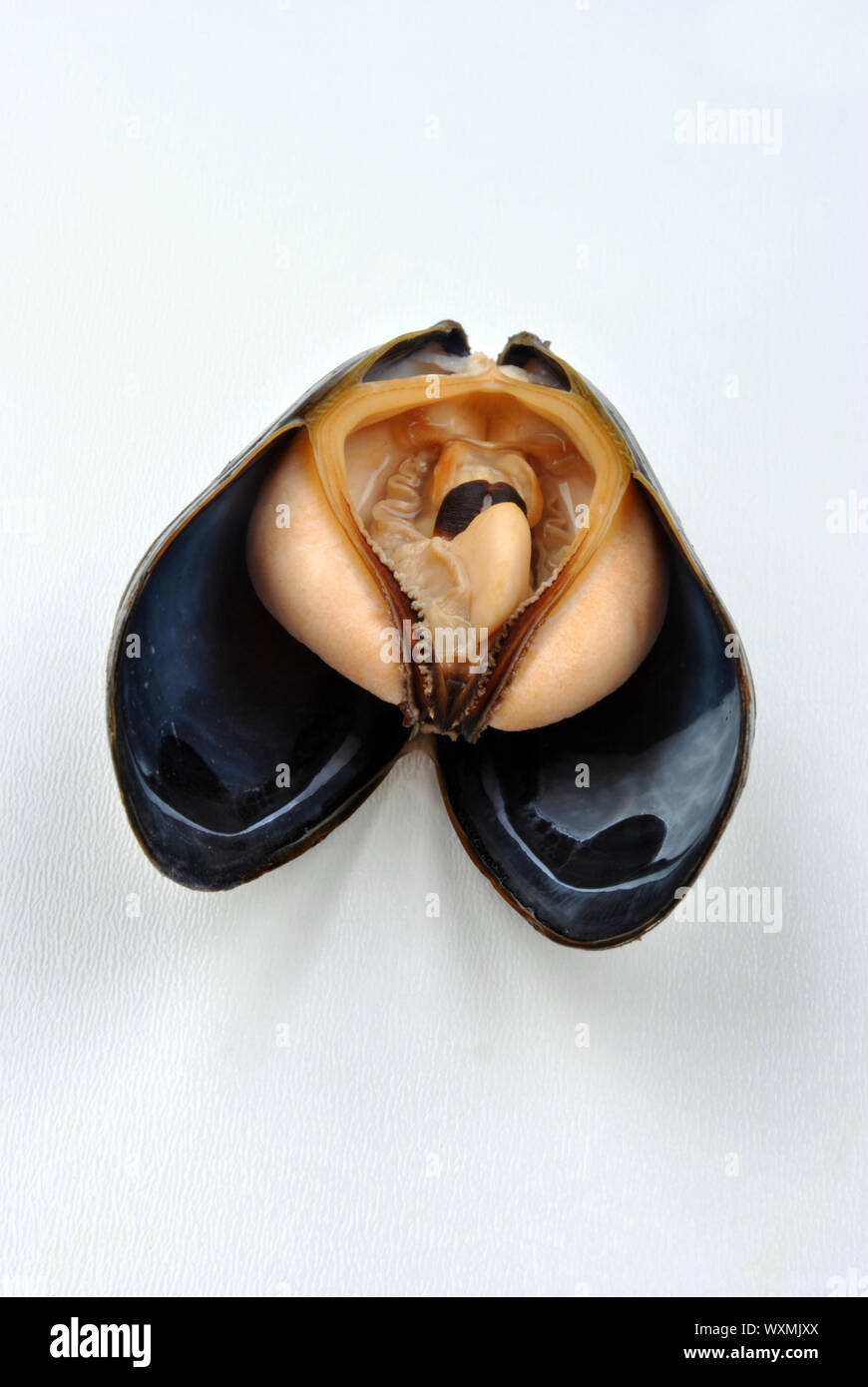 fresh and organic mussel before preparation Stock Photo - Alamy