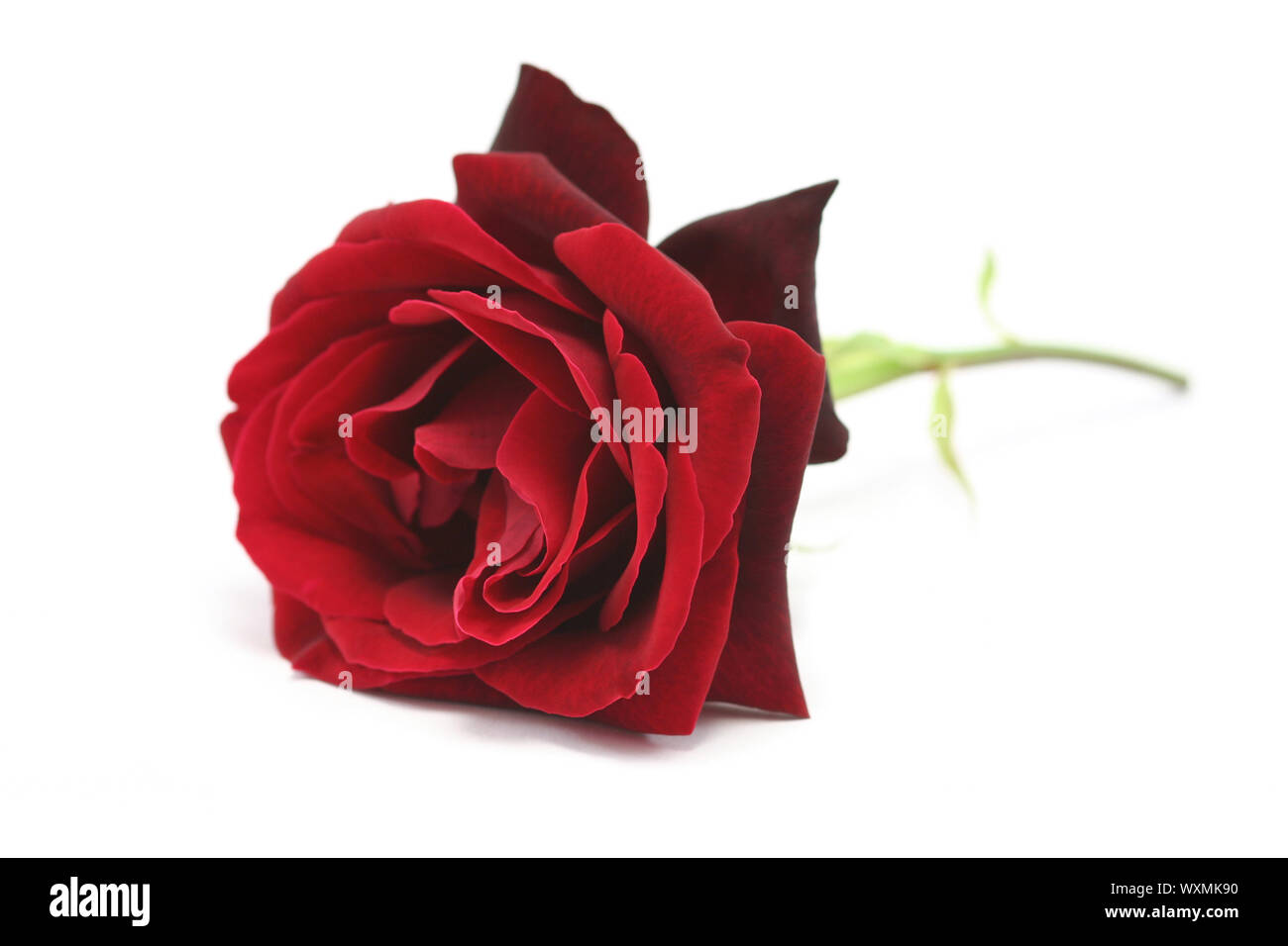 a single rich red rose on a white background Stock Photo - Alamy