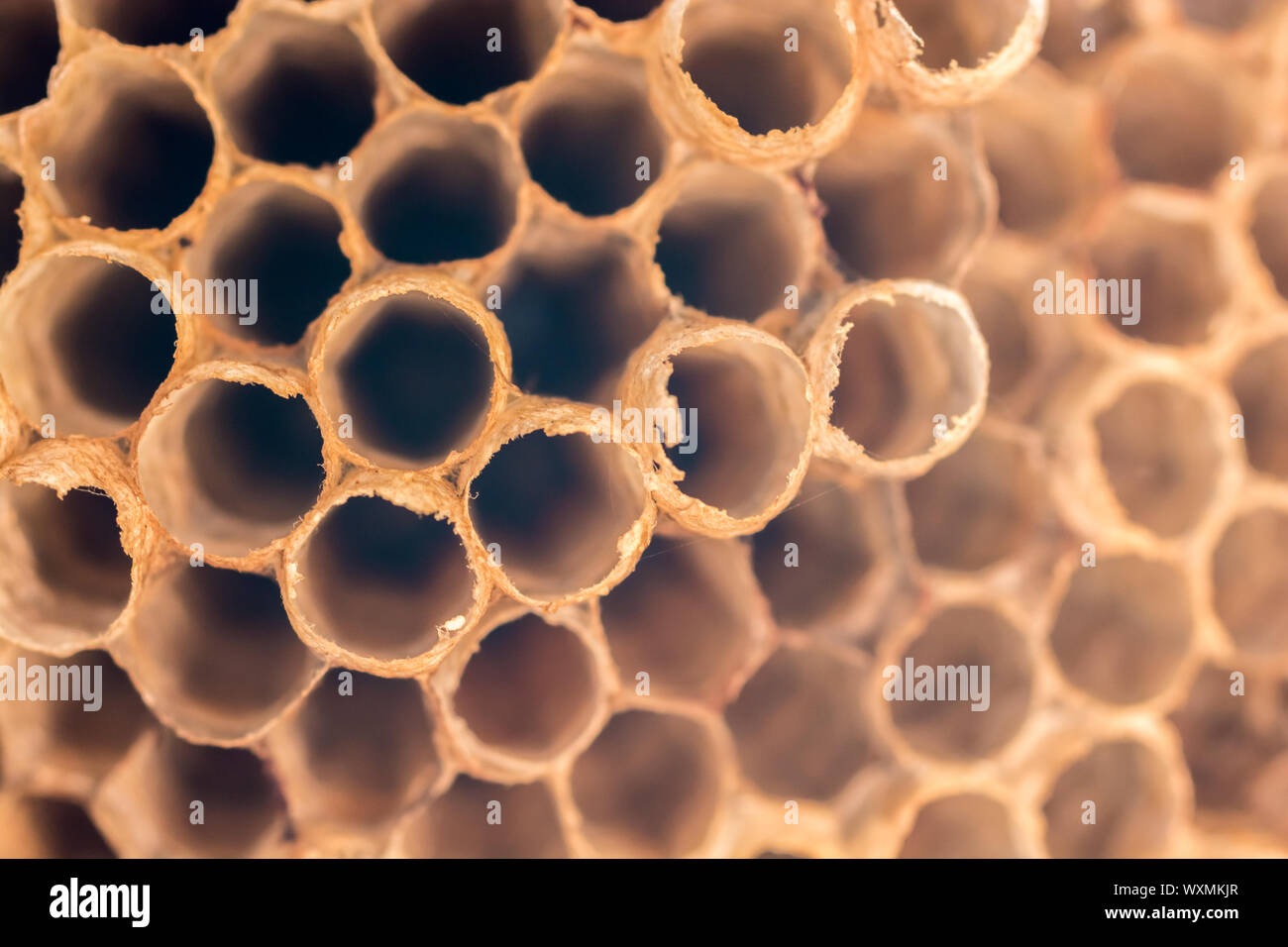 Natural texture of a wasp nest in detail Stock Photo - Alamy