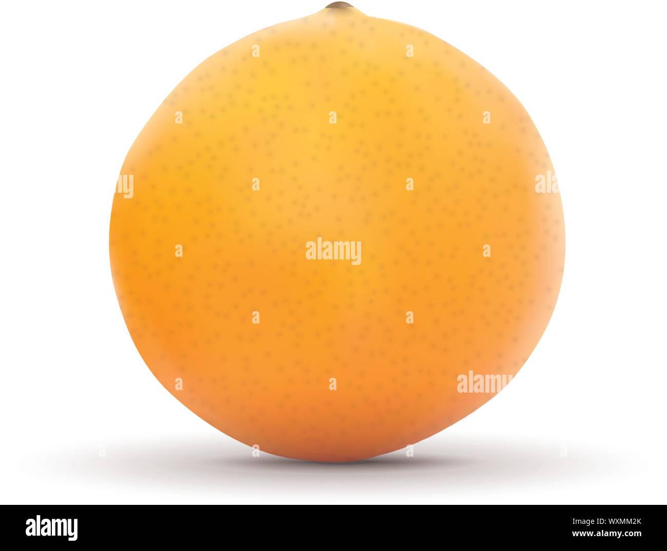 realistic orange isolated on white background. Vector illustration ...