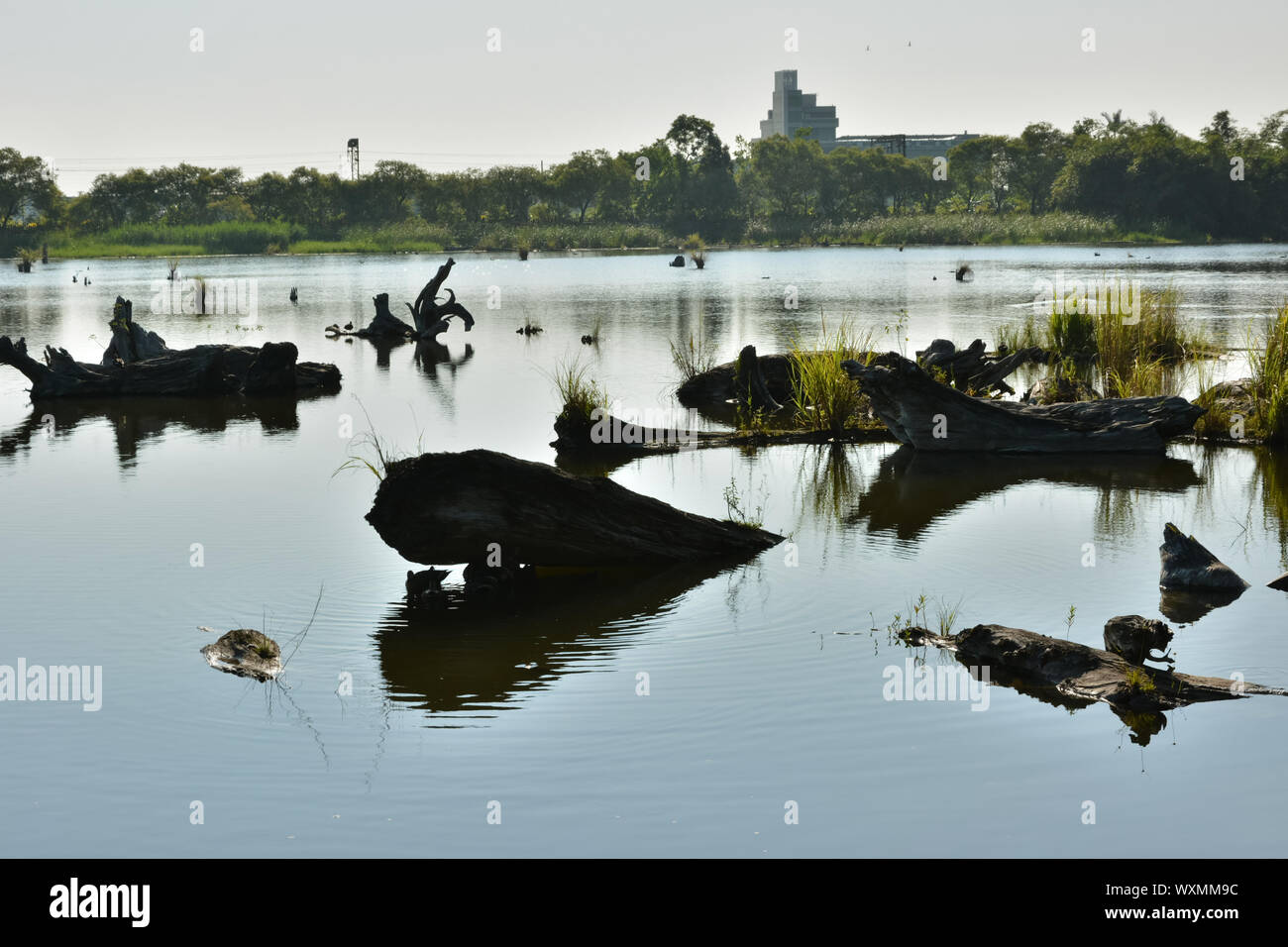 Log pond, shot at Luodong Forestry Culture Garden, Yilan county Stock ...