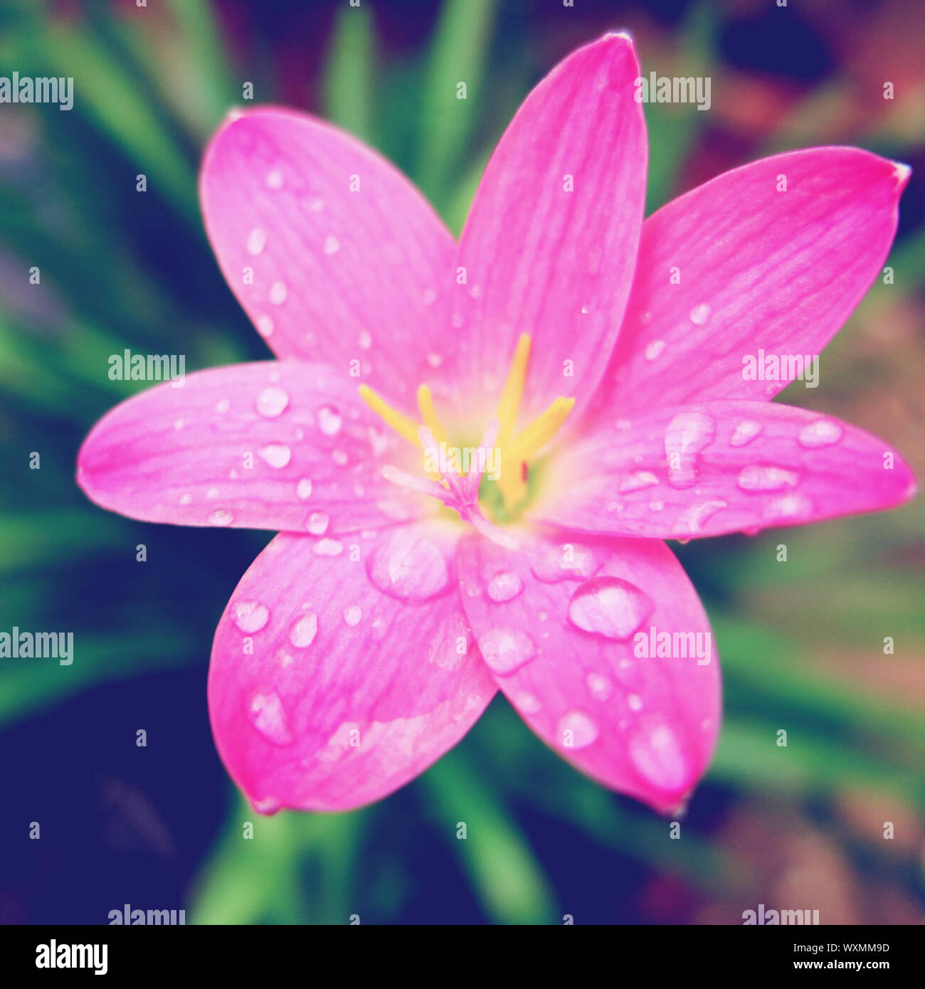 Pink blossom flowers with retro filter effect Stock Photo - Alamy