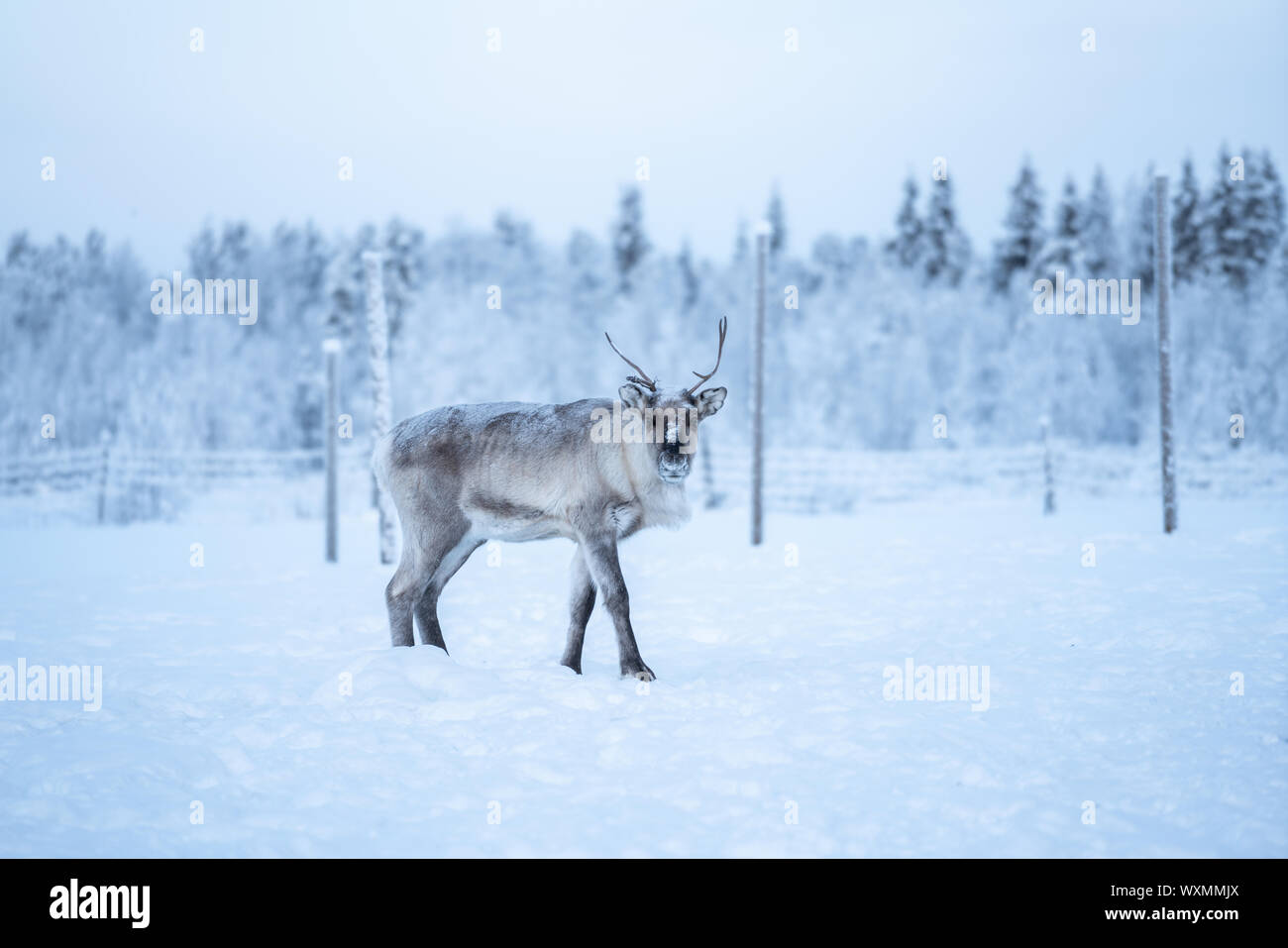 Finnish forest reindeer hi-res stock photography and images - Alamy