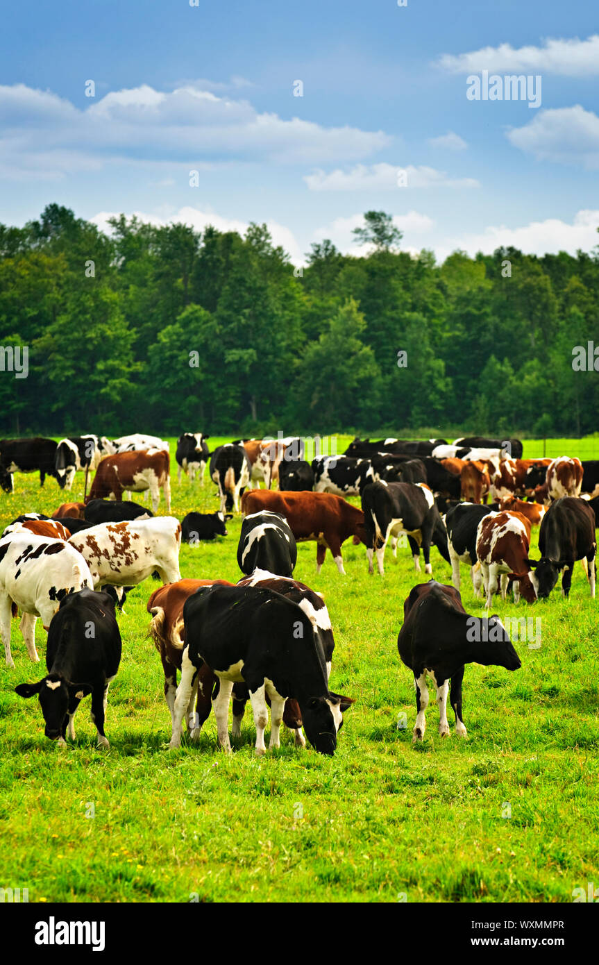 Cows grazing in a green pasture on sustainable small scale farm Stock ...