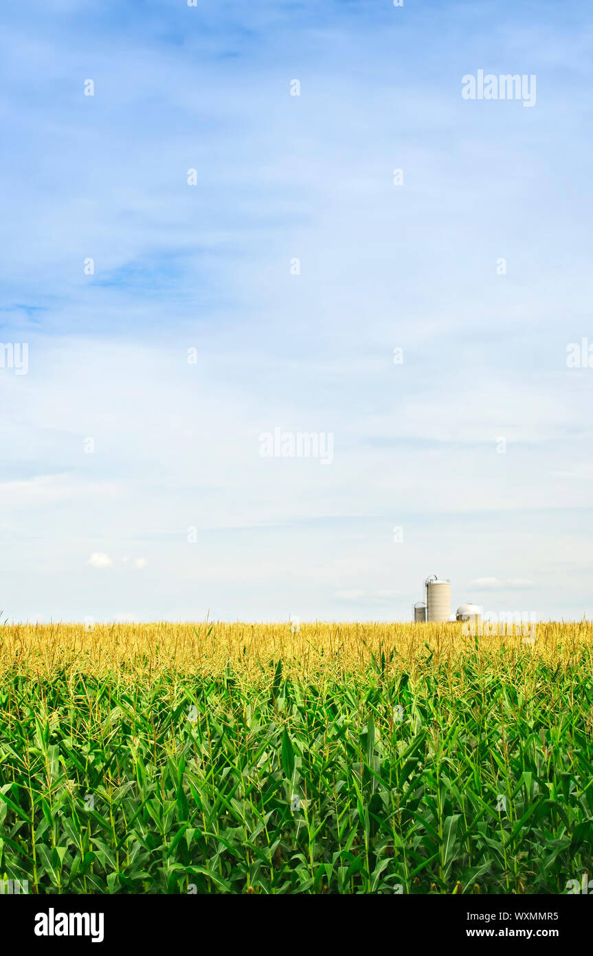 Agricultural landscape of corn field on small scale sustainable farm ...