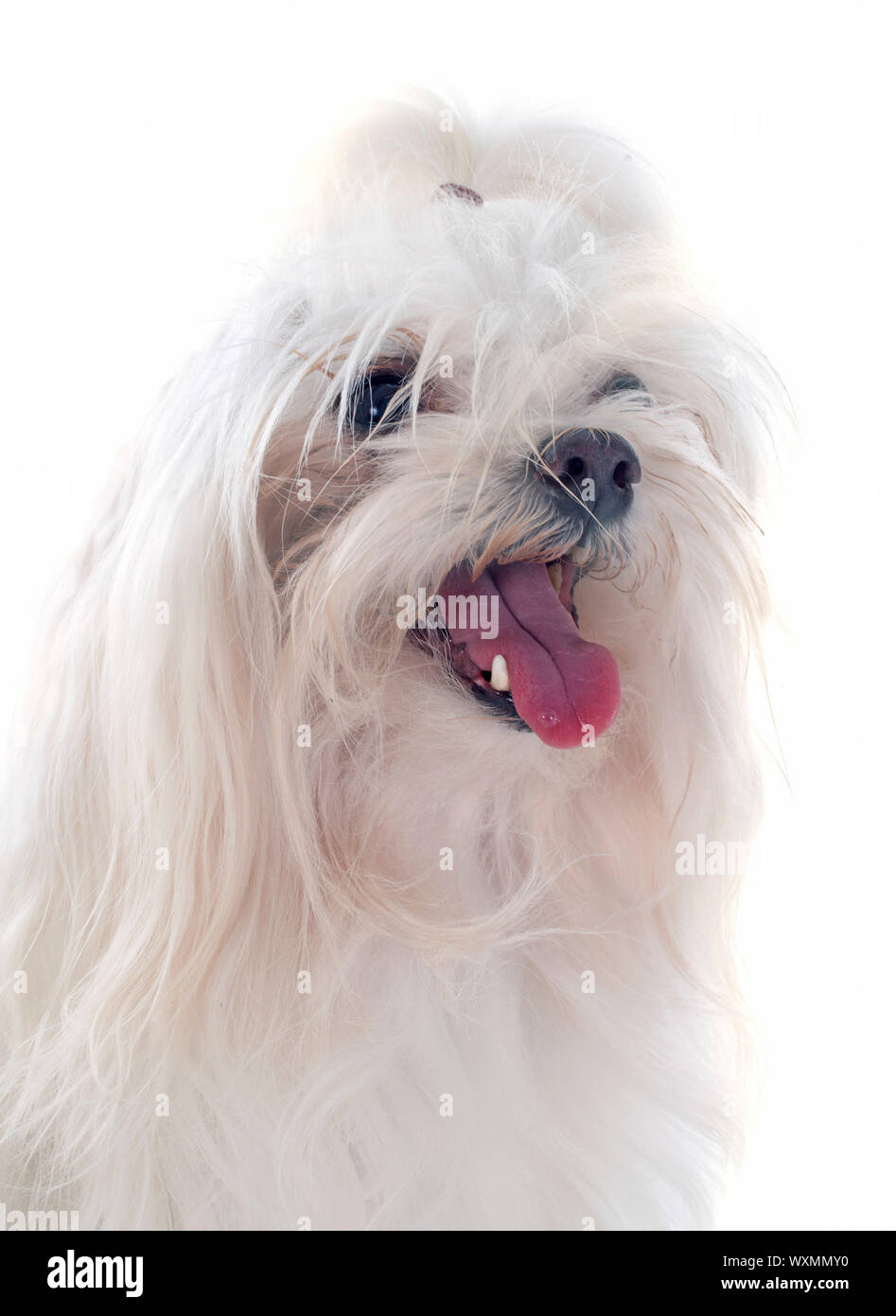 maltese dog in front of white background Stock Photo - Alamy