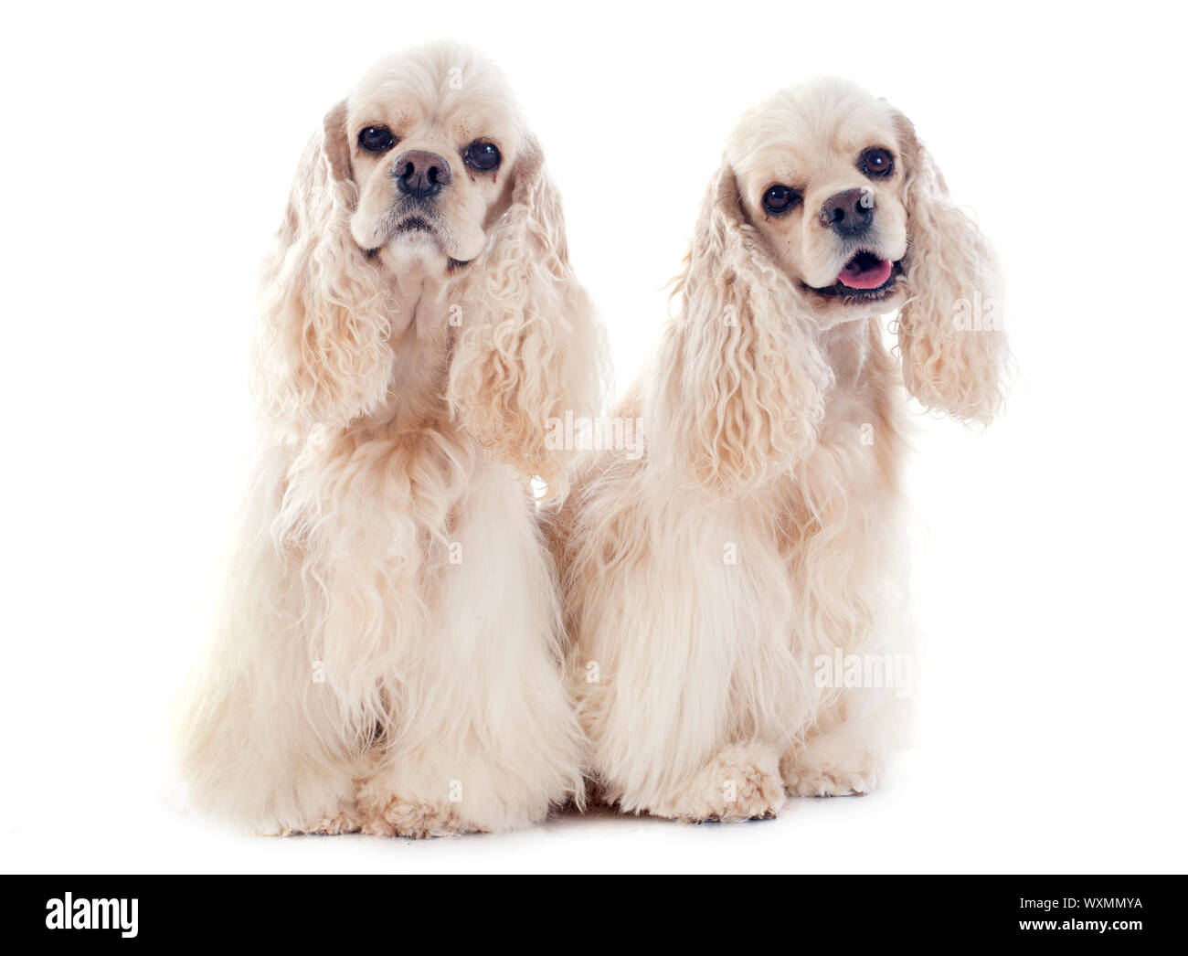 american cocker spaniels in front of white background Stock Photo - Alamy