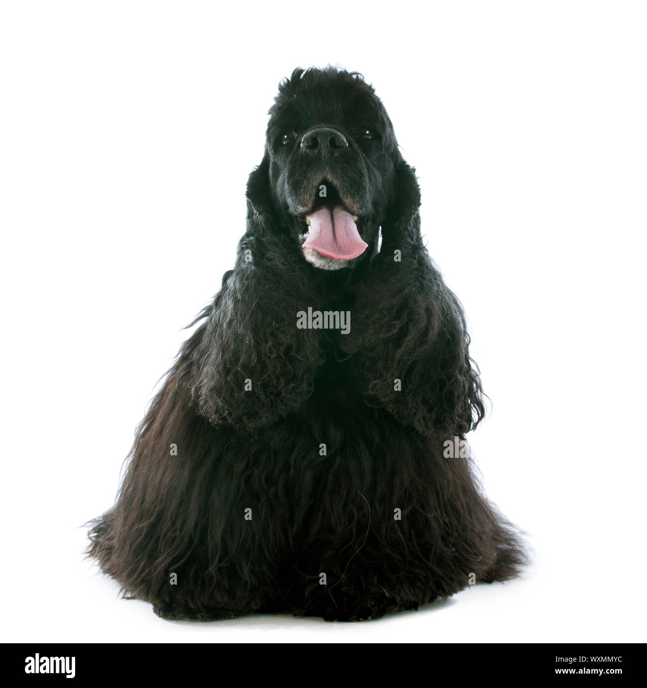 old american cocker spaniel in front of white background Stock Photo ...