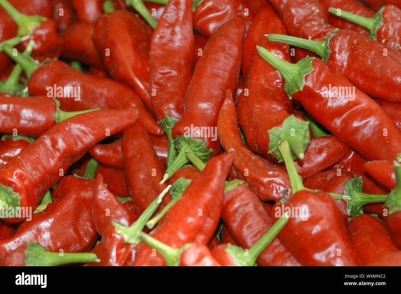 some organic red paprika from the field Stock Photo - Alamy