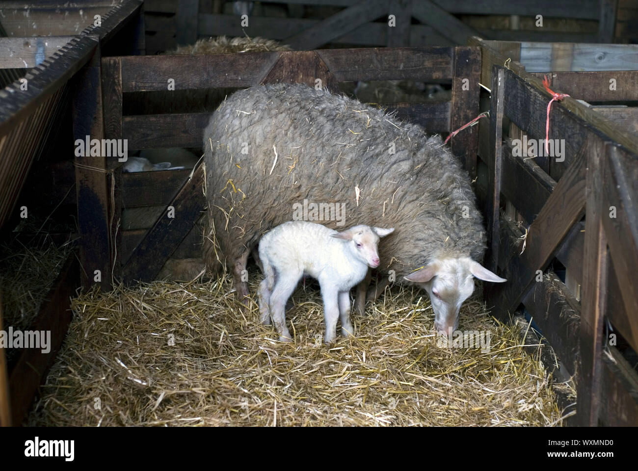 sheep with very young lamb in a barn Stock Photo - Alamy