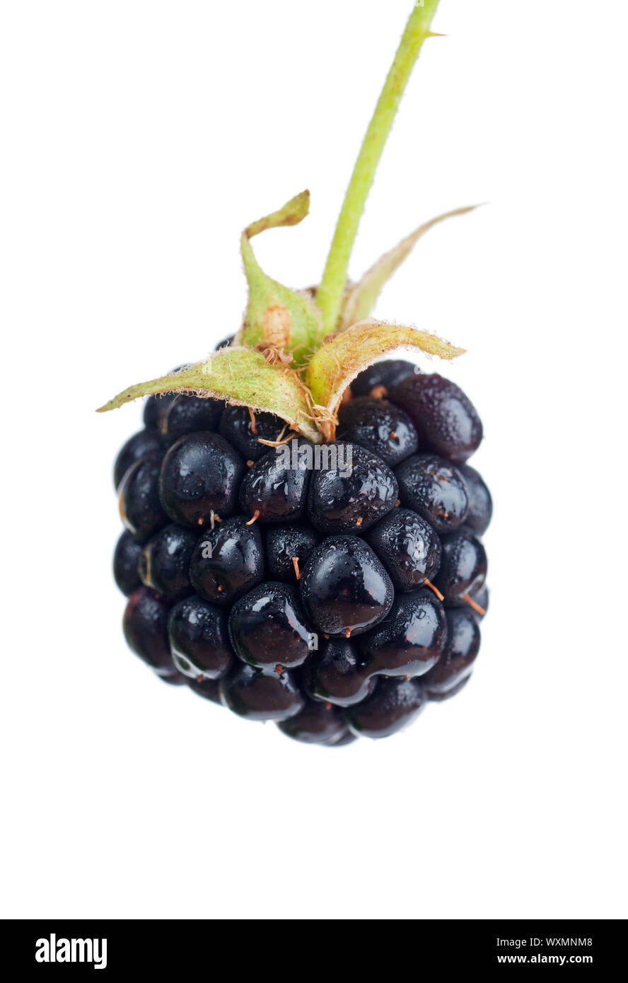 Macro view of fresh ripe blackberry Stock Photo - Alamy
