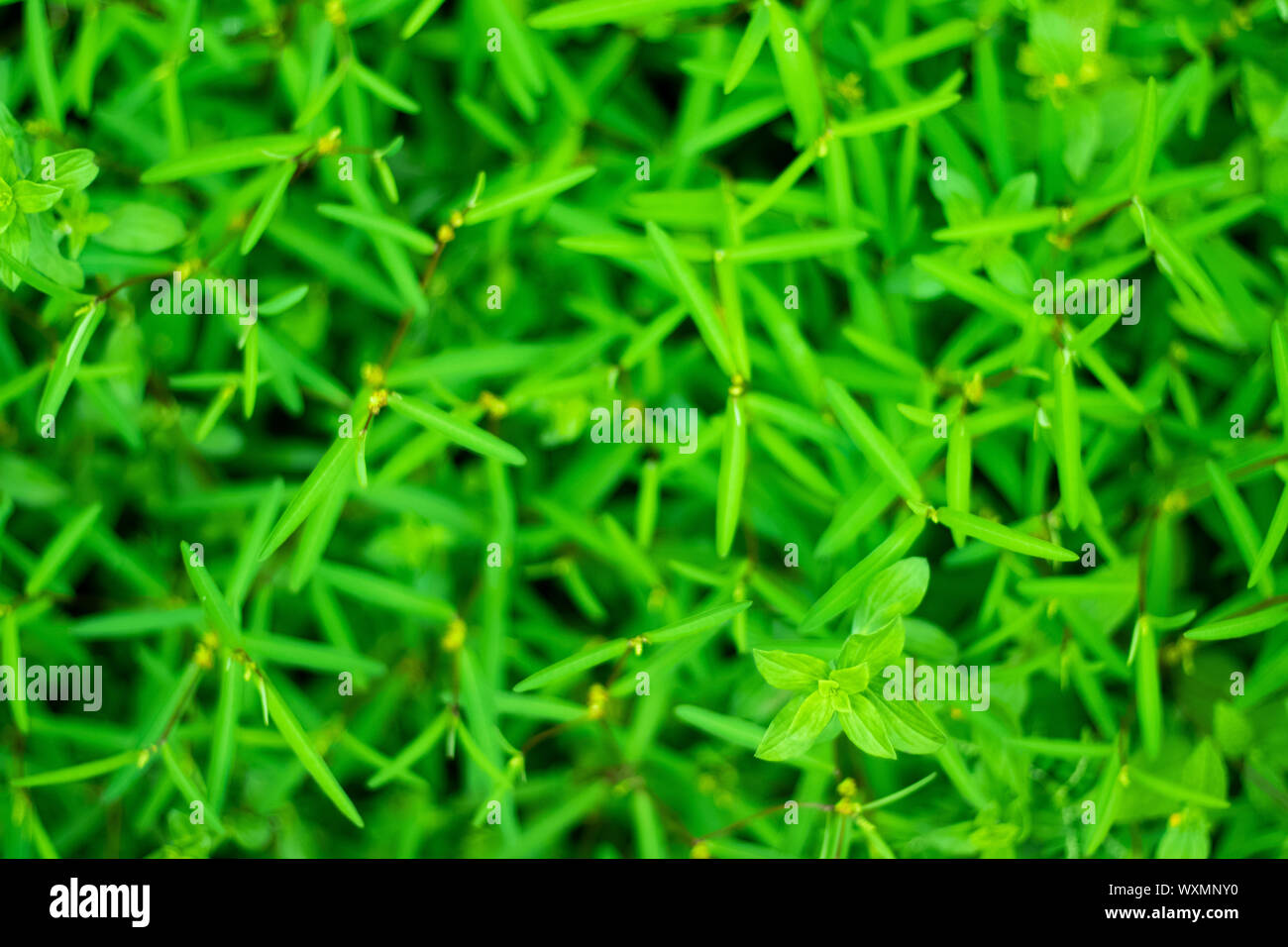 Green grass home outdoor field background Stock Photo - Alamy