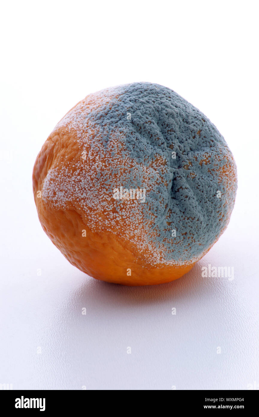 mandarin mouldy organic fruit unhealthy to eat Stock Photo - Alamy