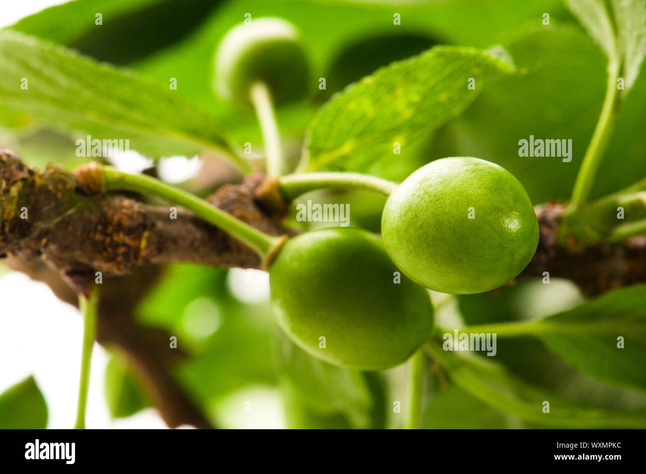 growing green plums isolated on the white Stock Photo - Alamy