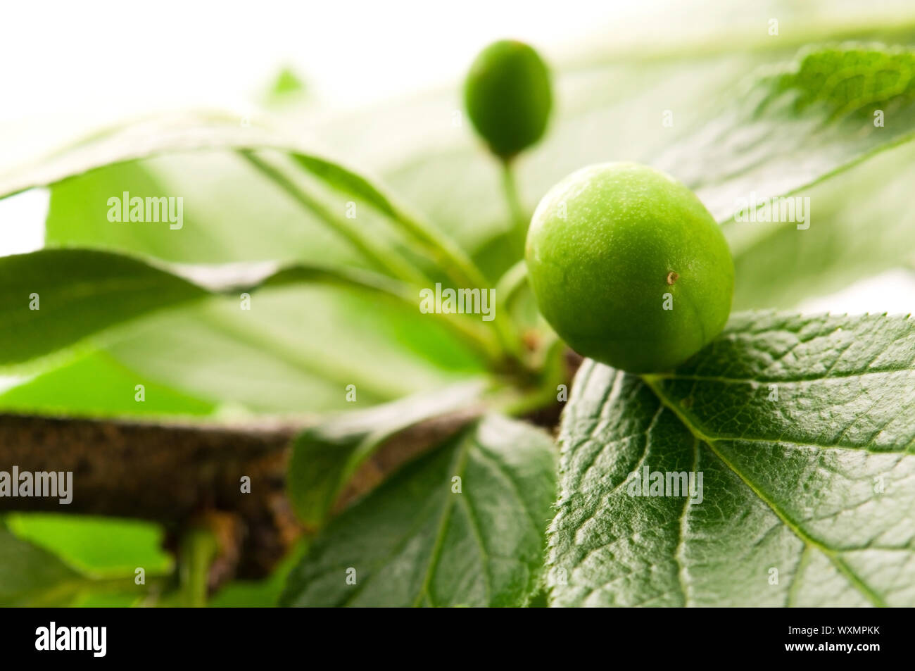 growing green plums isolated on the white Stock Photo - Alamy