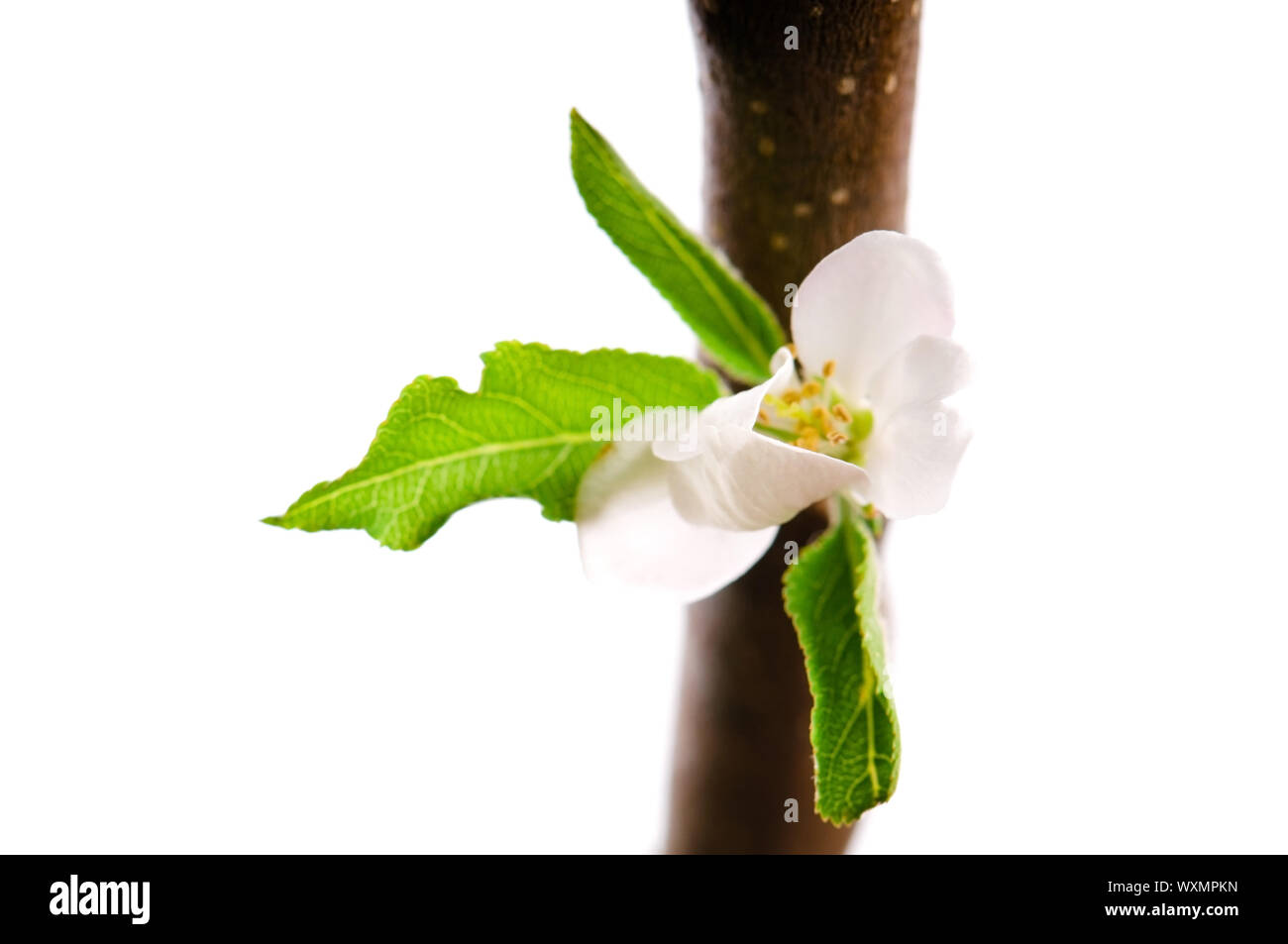 detail of branch Apple tree at spring time Stock Photo - Alamy