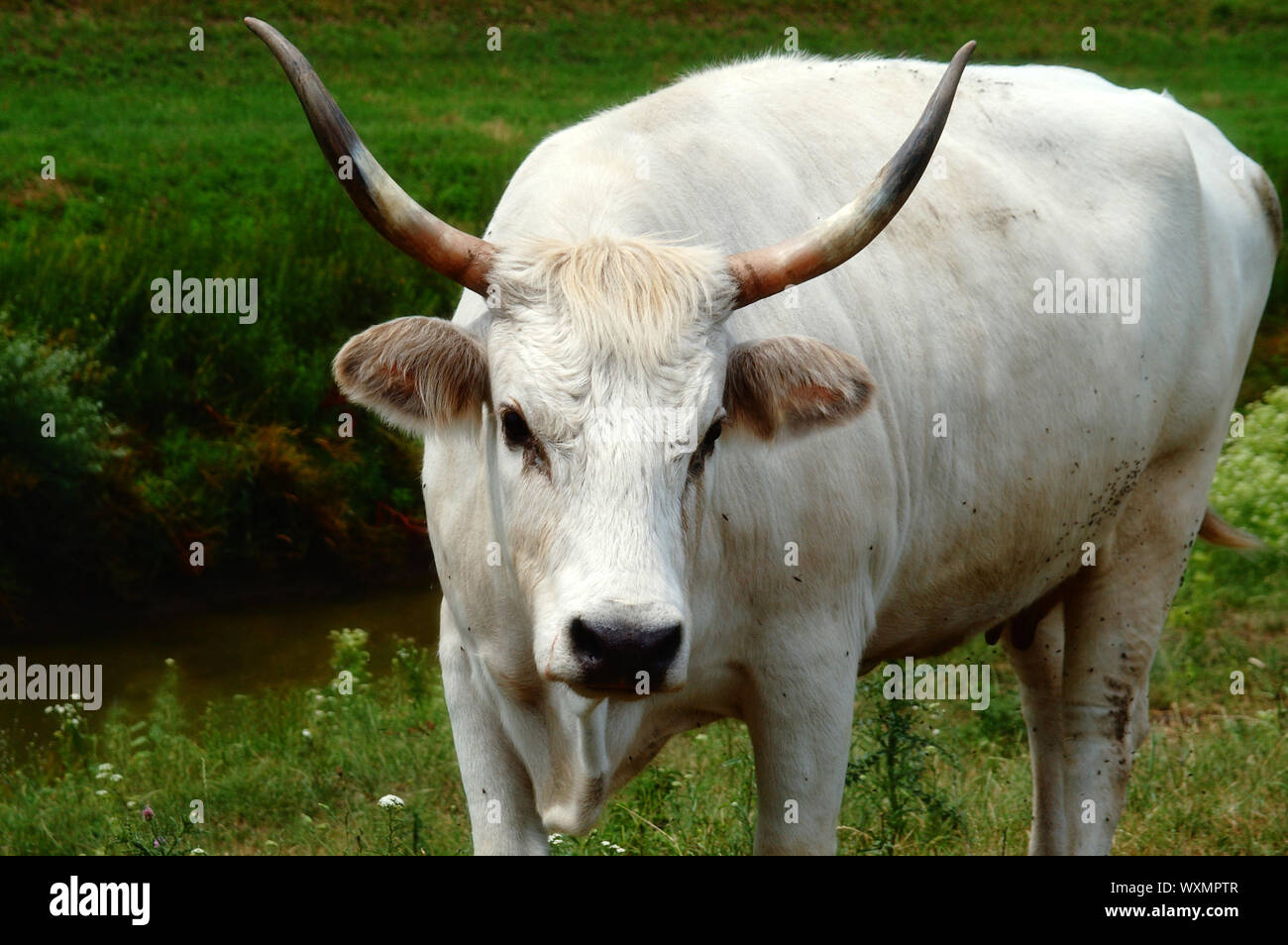 hungarian grey cattle or hungarian steppe cattle Stock Photo - Alamy