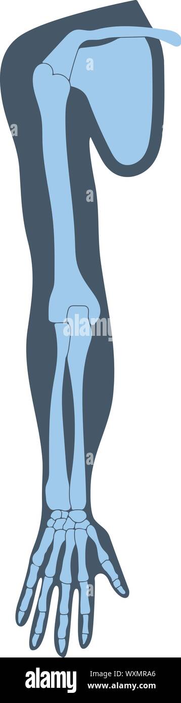 Clavicle collar bone , scapula shoulder blade , humerus, ulna, radius ...