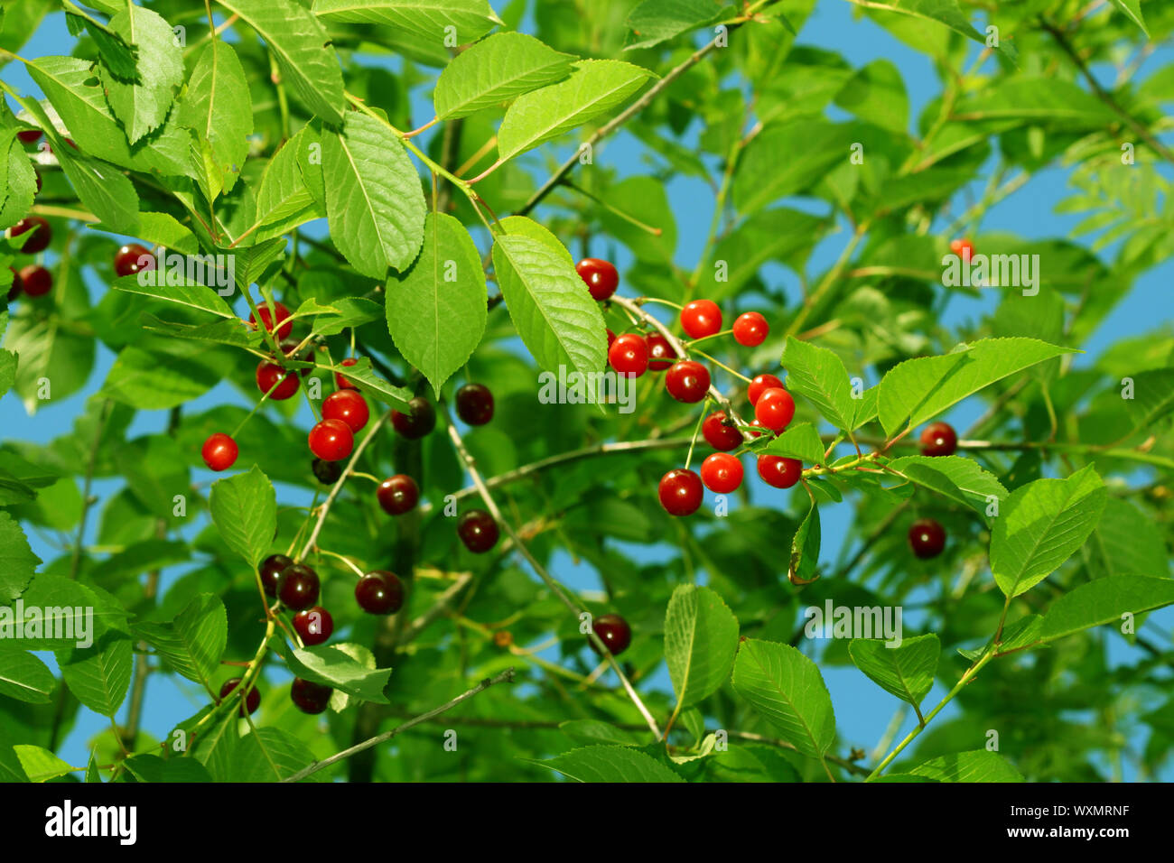 Ceresia hi-res stock photography and images - Alamy