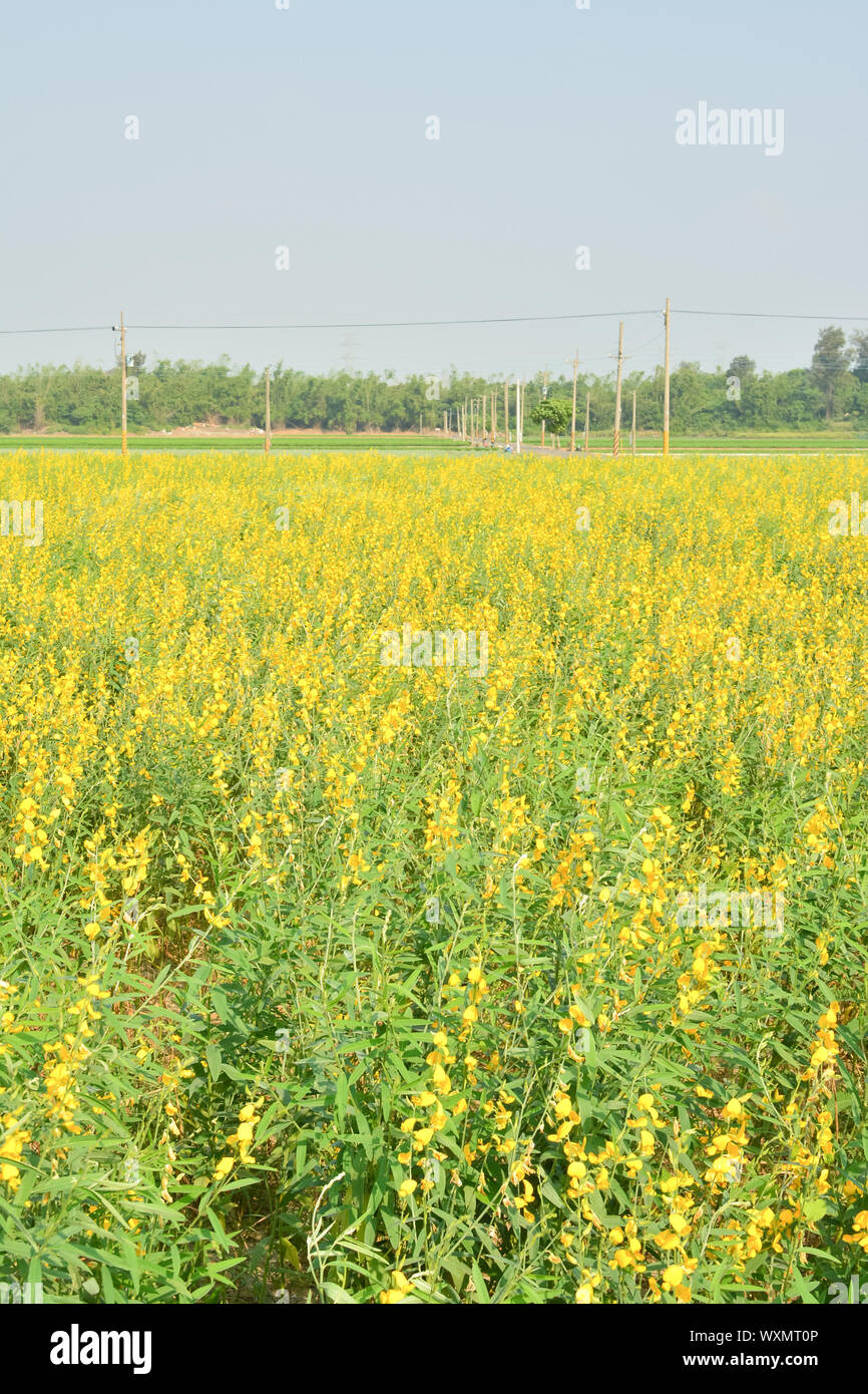 Yellow flower fields with sky Stock Photo - Alamy
