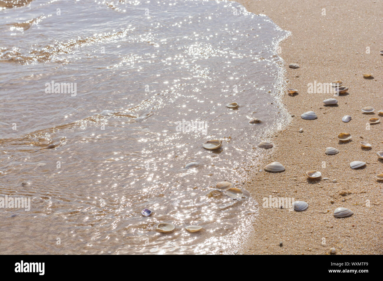 Beach with surf and many shells Stock Photo - Alamy