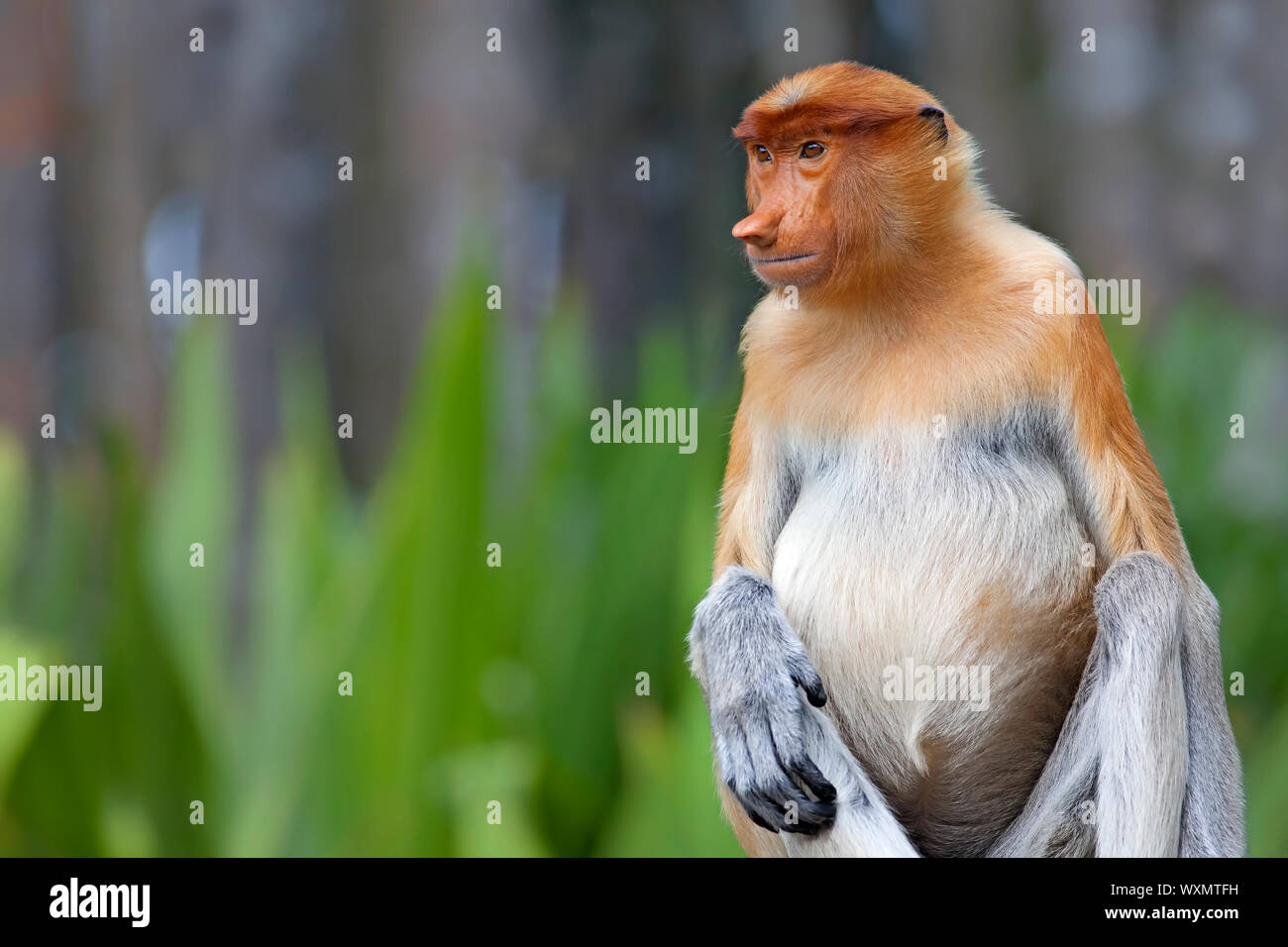 Proboscis monkey in the mangrove in Labuk Bay, Borneo Stock Photo - Alamy