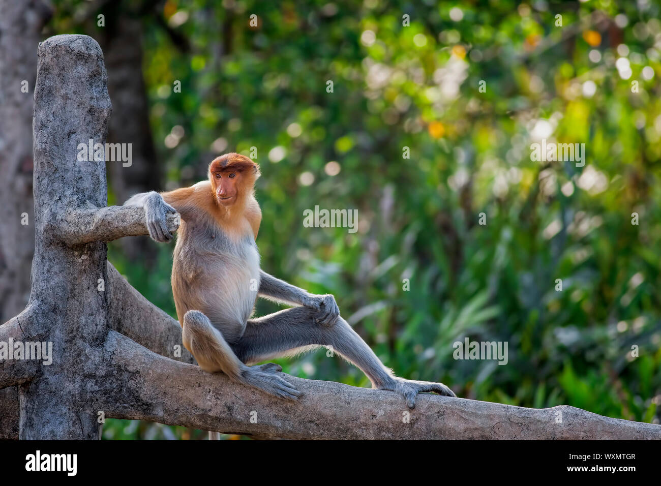 Proboscis monkey in the mangrove in Labuk Bay, Borneo Stock Photo - Alamy
