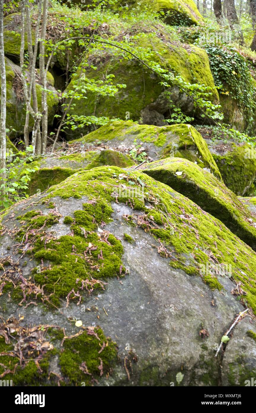 big rocks with moss on forest next to arenas village in spain Stock ...