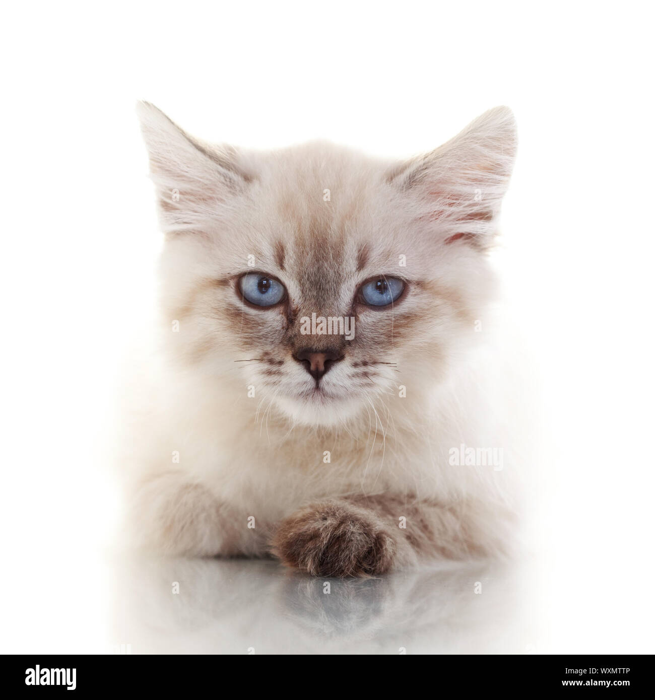 Siberian Neva Masquerade kitten close up portrait Stock Photo - Alamy