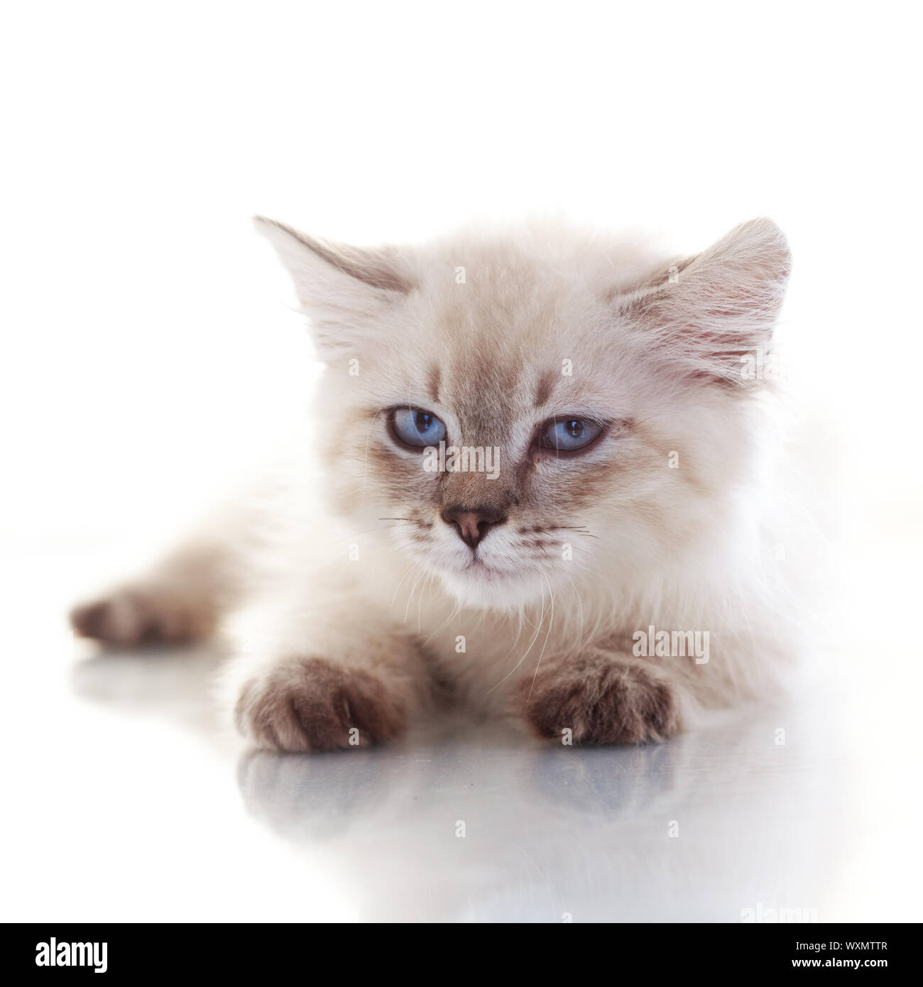 Siberian Neva Masquerade kitten close up portrait Stock Photo - Alamy