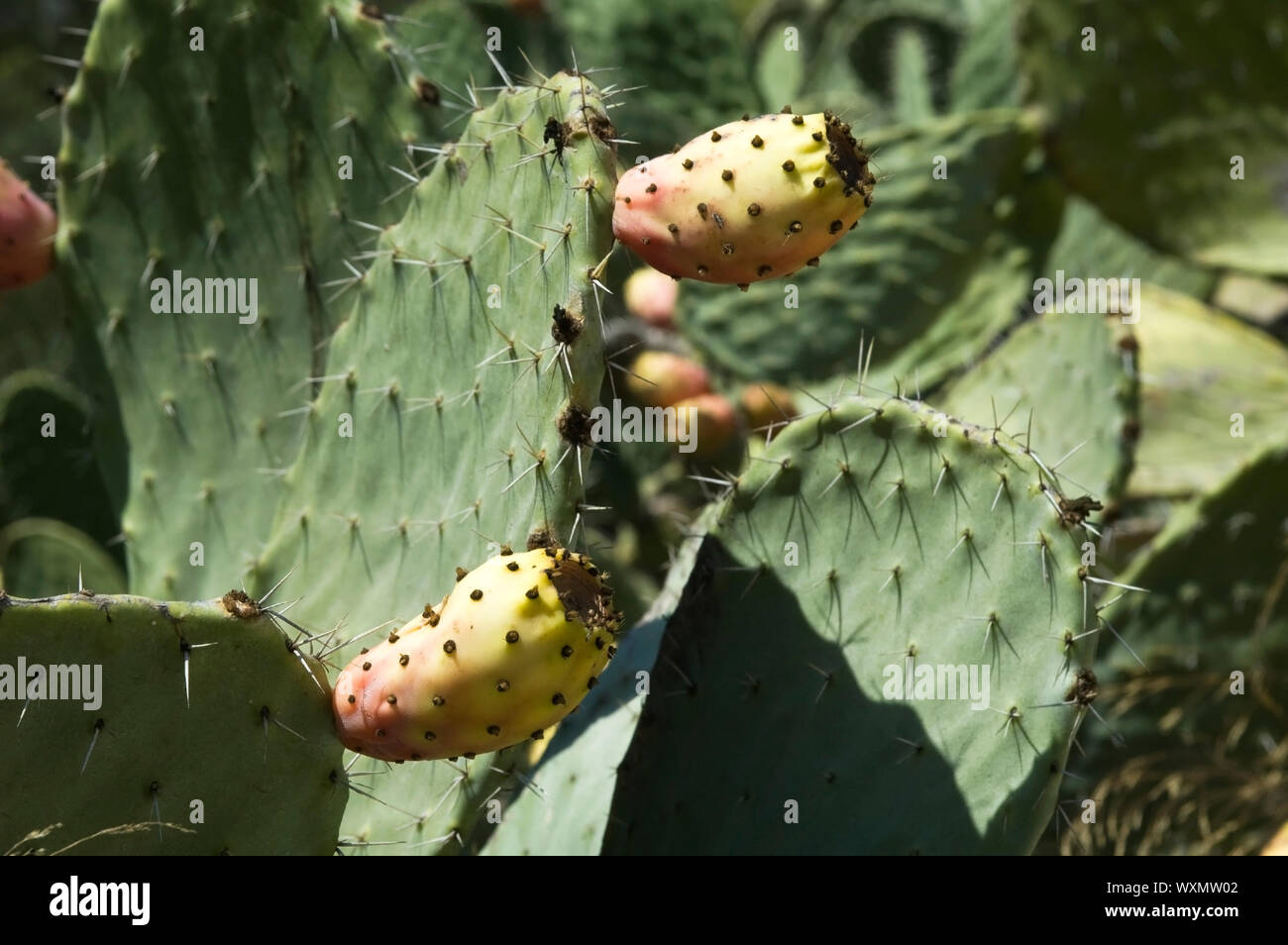 Opuntia cactus with fruit Stock Photo - Alamy