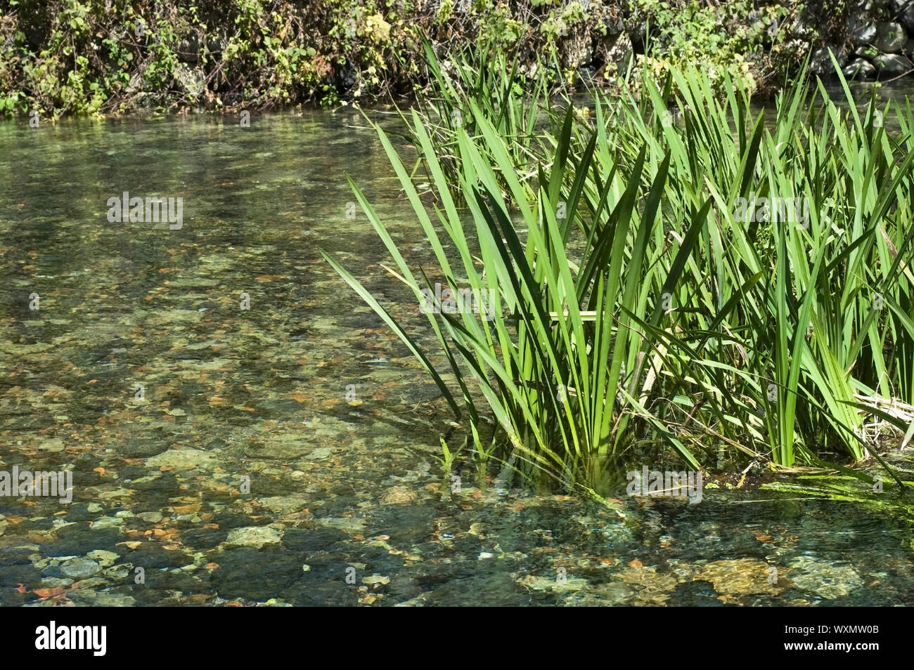 River. crystal water Stock Photo - Alamy