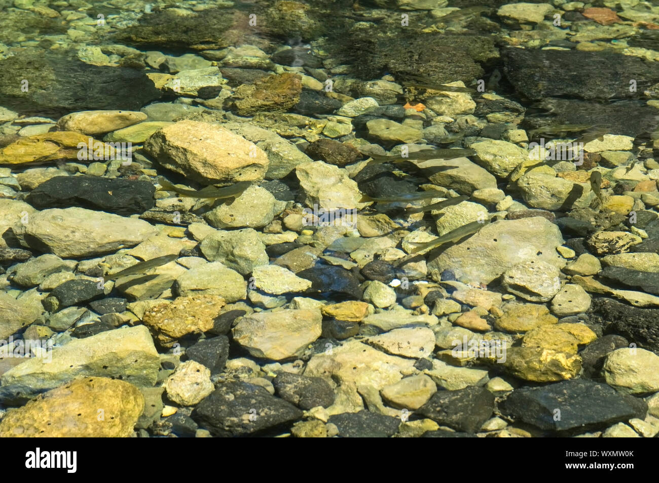 River. crystal water Stock Photo - Alamy