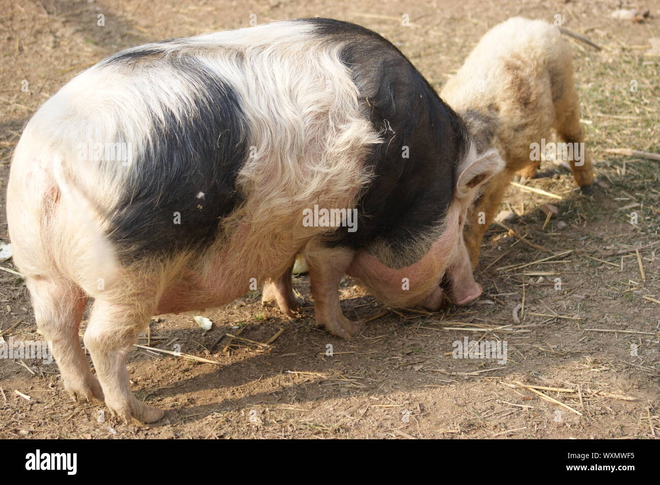 Hungarian mangalitsa pig, a very curly haired animal Stock Photo - Alamy