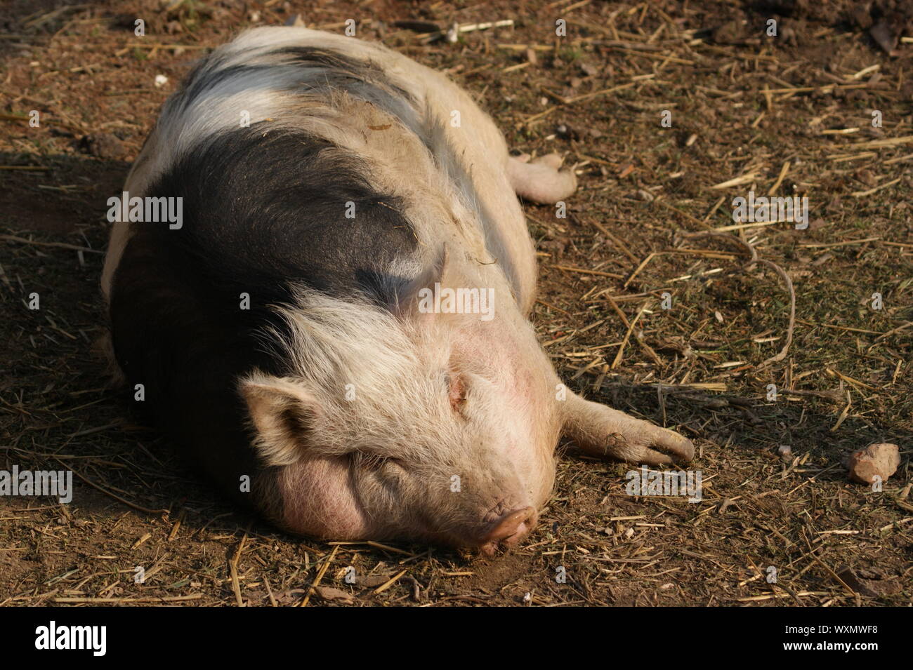 Hungarian mangalitsa pig, a very curly haired animal Stock Photo - Alamy