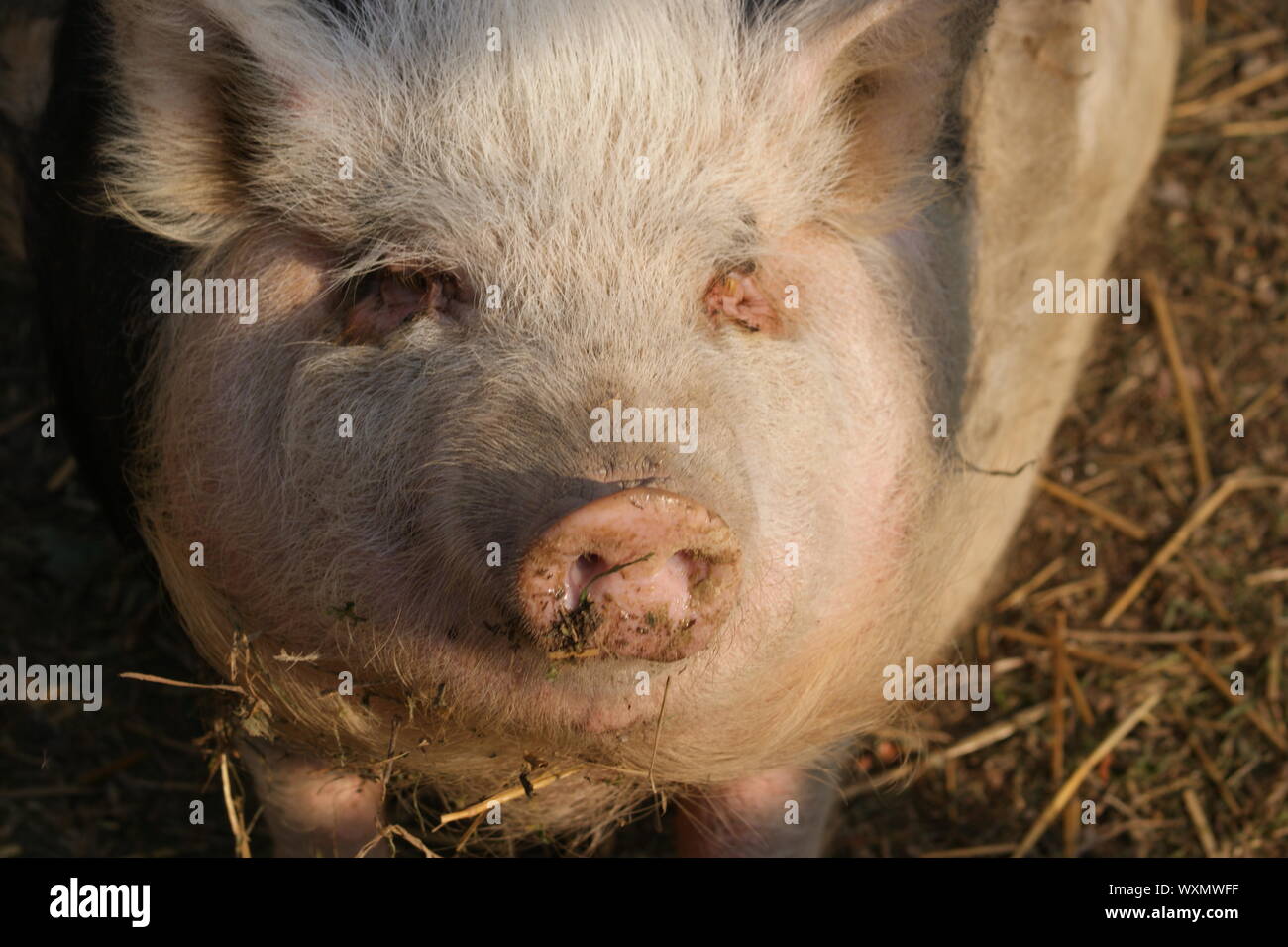 Hungarian mangalitsa pig, a very curly haired animal Stock Photo - Alamy
