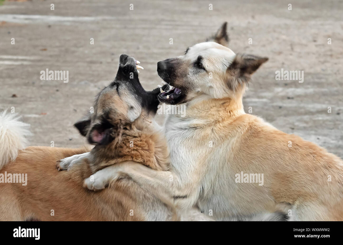 Movement Scene of Two Dogs Play Fighting on The Street Stock Photo - Alamy