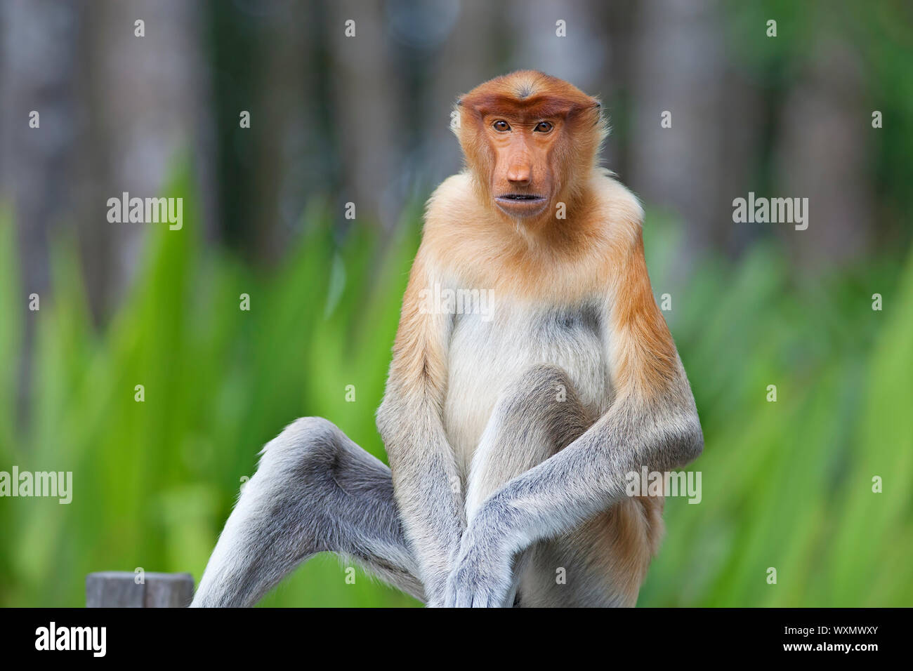 Proboscis monkey in the mangrove in Labuk Bay, Borneo Stock Photo - Alamy
