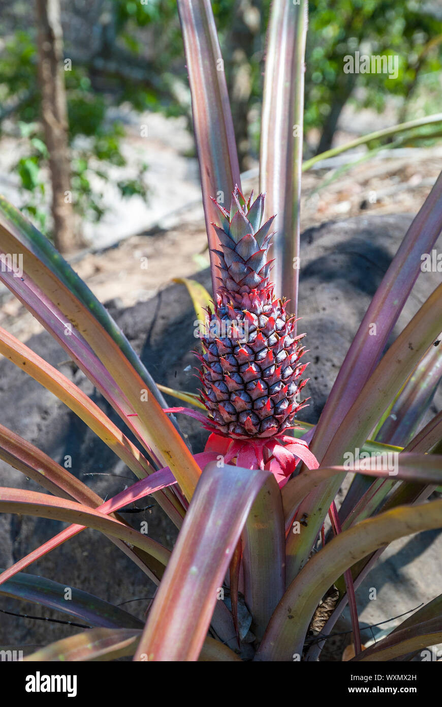 Pineapple growing on a plant Stock Photo - Alamy