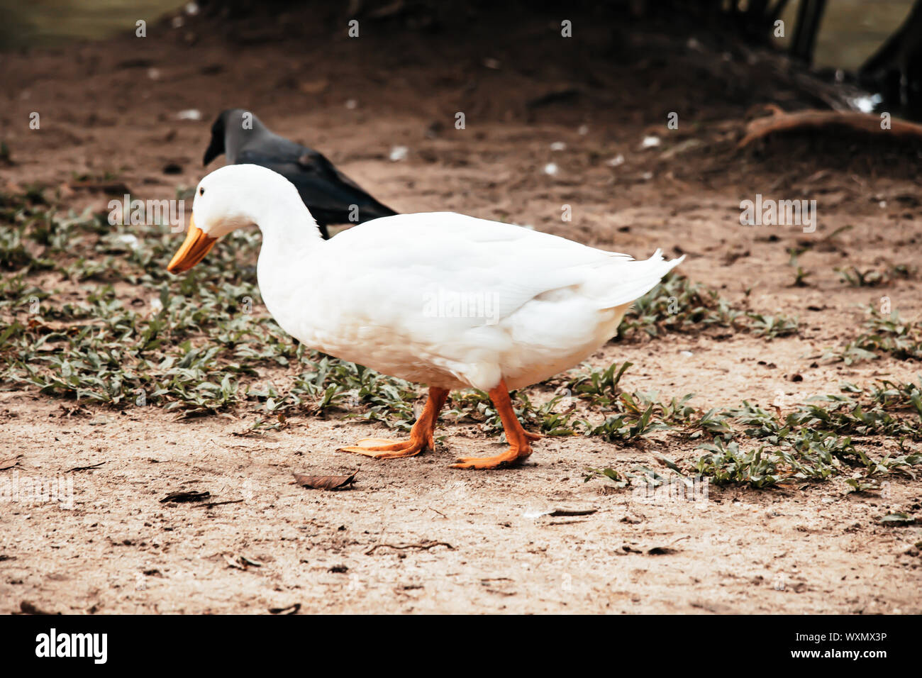 Duck walking on ground close up Sri Lanka Stock Photo - Alamy
