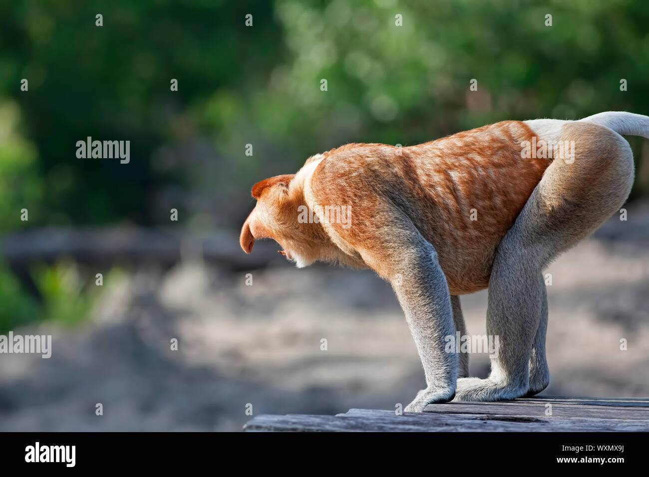 Proboscis monkey in the mangrove in Labuk Bay, Borneo Stock Photo - Alamy