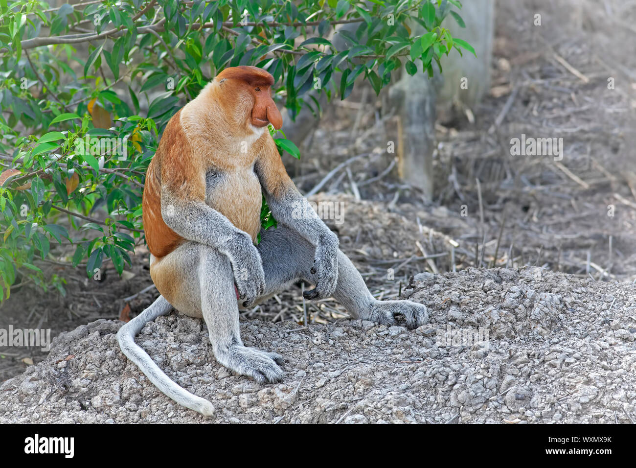 Proboscis monkey in the mangrove in Labuk Bay, Borneo Stock Photo - Alamy