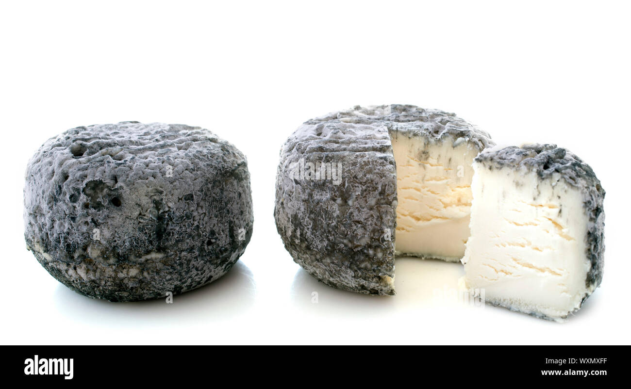 goat cheeses crottin de chavignol in front of white background Stock ...