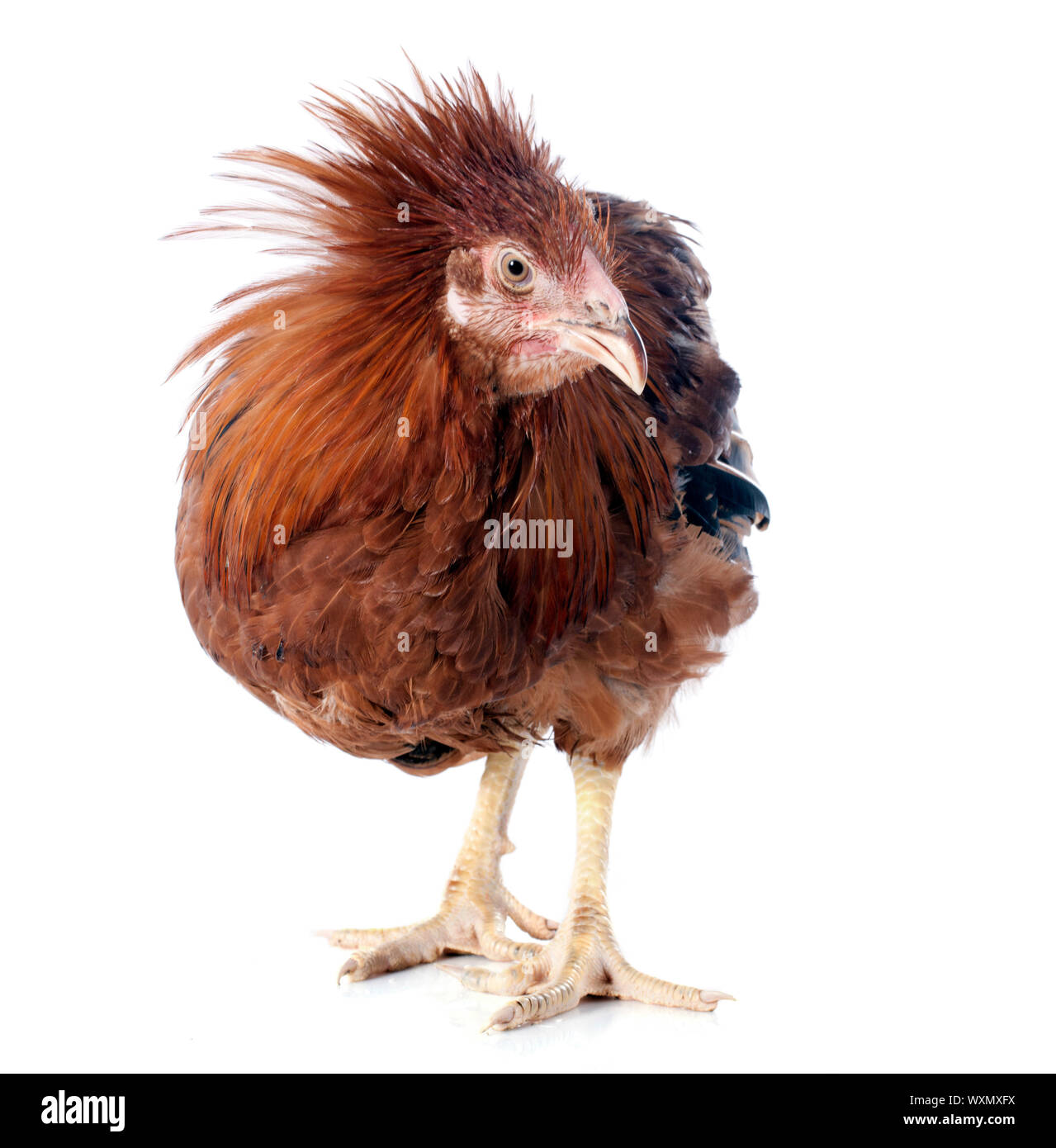 brown capon in front of white background Stock Photo - Alamy