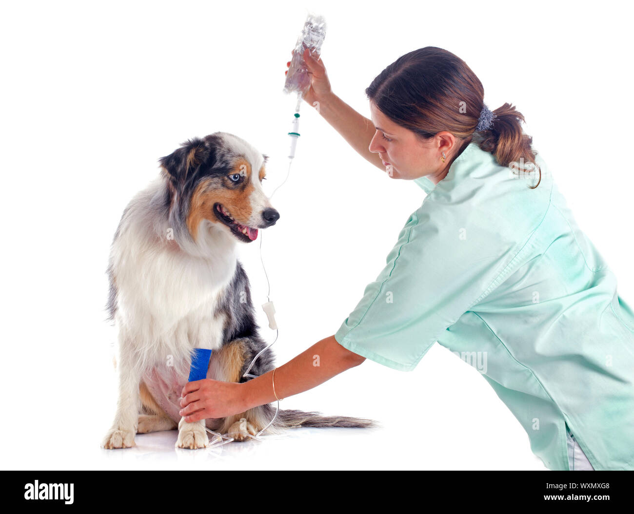 australian shepherd and perfusion in front of white background Stock ...