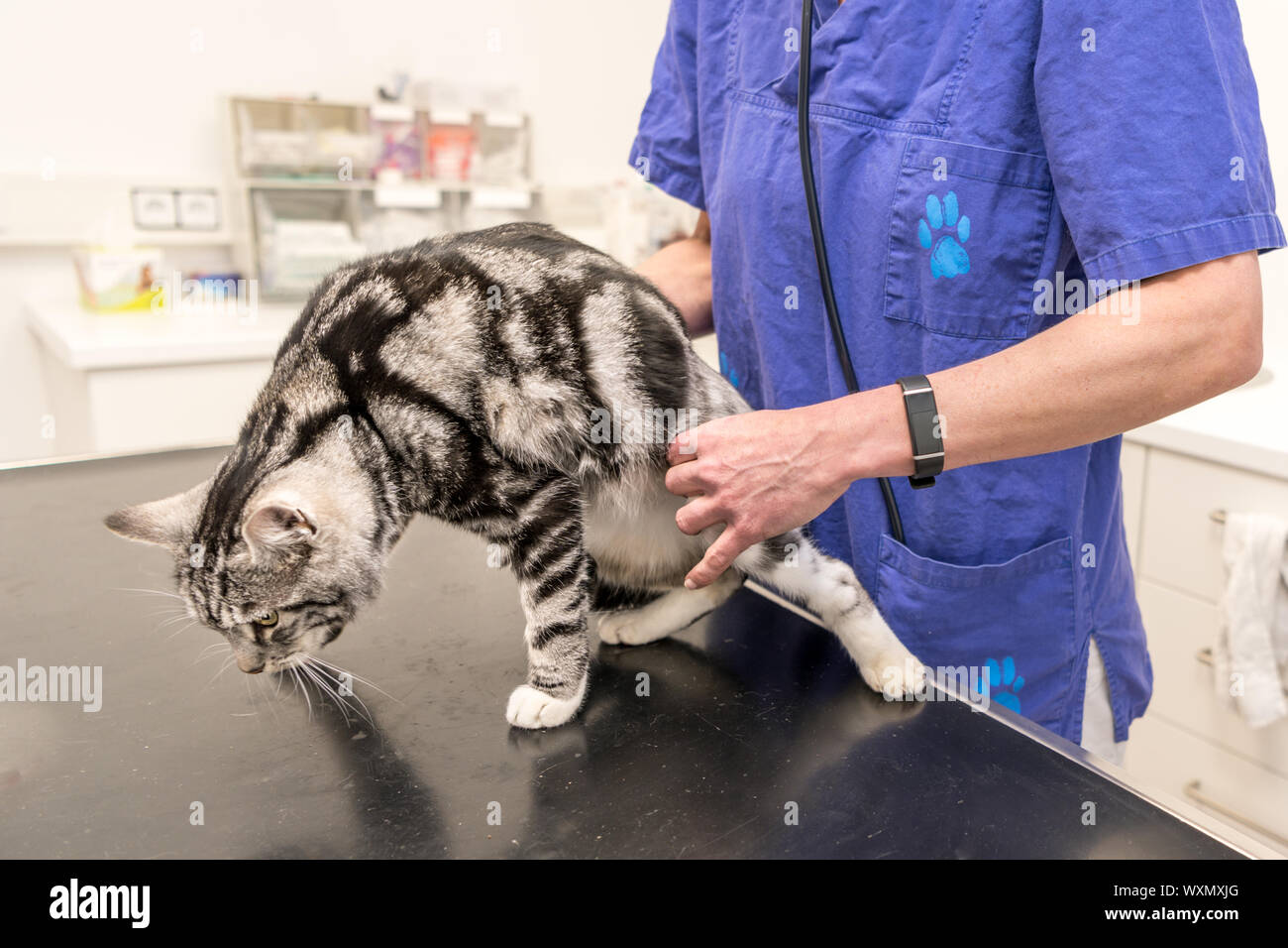Cute cat in the veterinary practice is examined by the veterinarian ...
