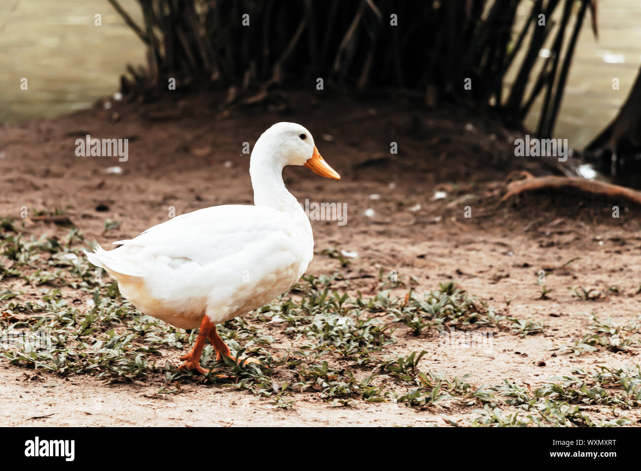 Duck walking on ground close up Sri Lanka Stock Photo - Alamy
