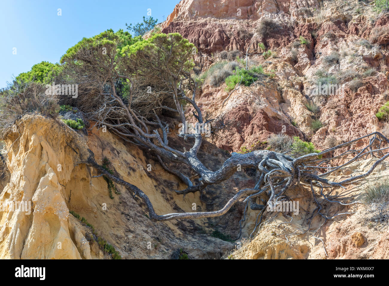 Curly grown tree on hi-res stock photography and images - Alamy