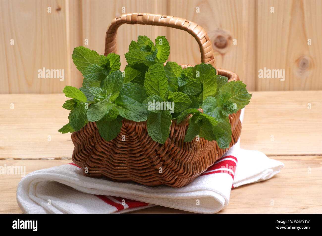 some fresh organic peppermint from the garden Stock Photo - Alamy